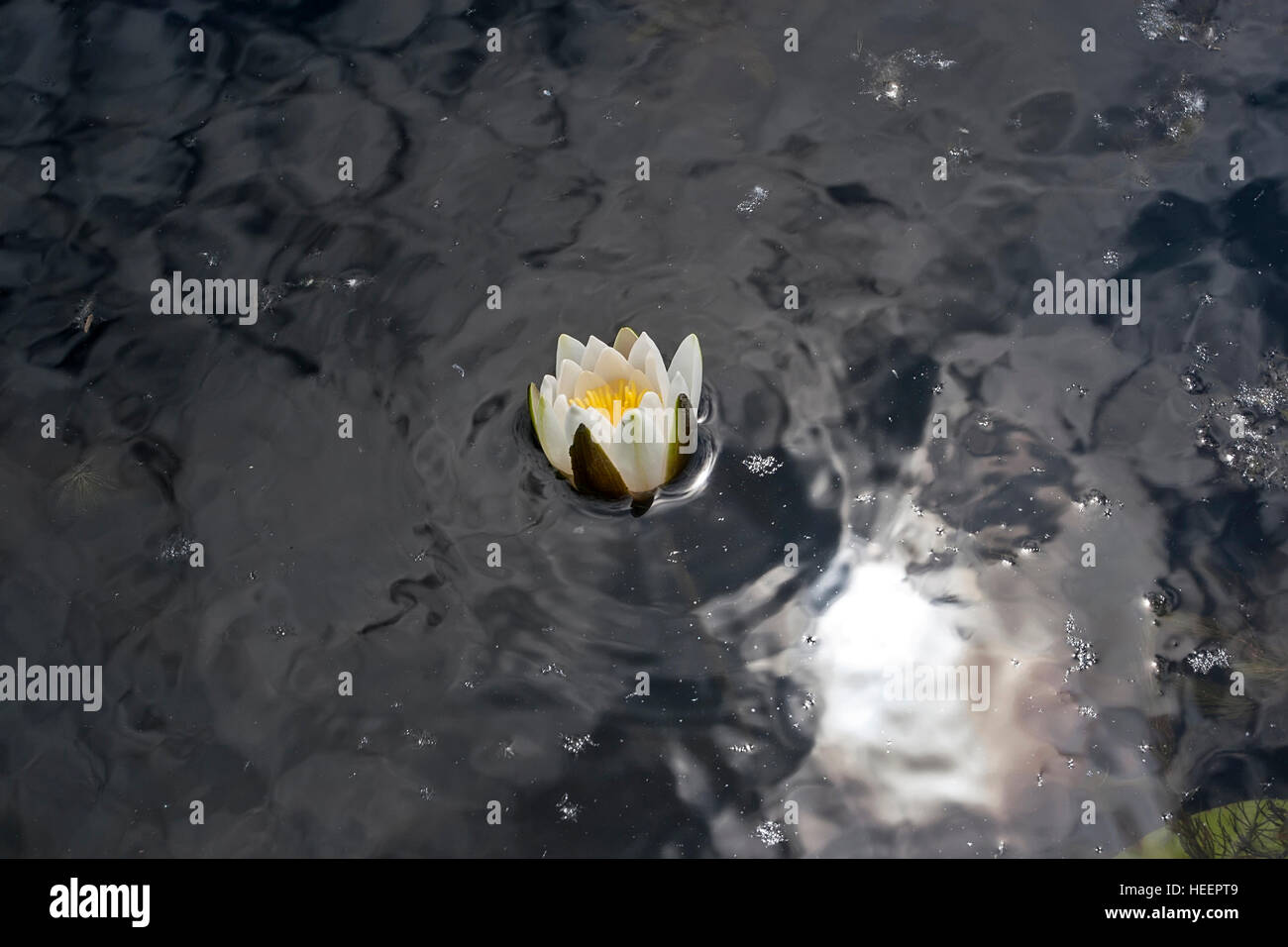 Beautiful pond with lots of water lilly's Stock Photo - Alamy