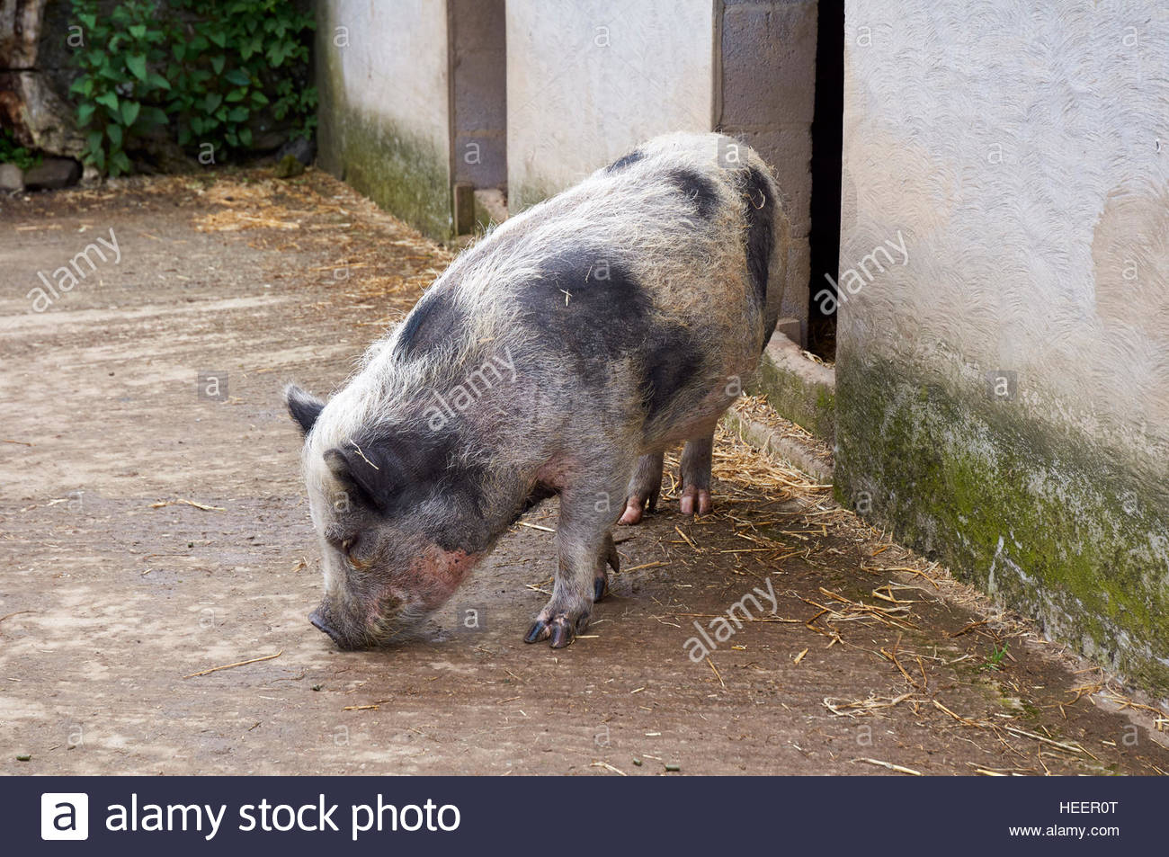 Old Spot Pig High Resolution Stock Photography and Images - Alamy