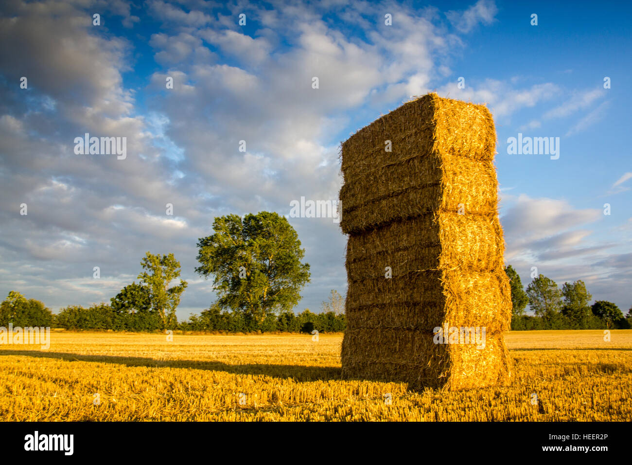 Bailed Hay, stacked and drying Stock Photo - Alamy