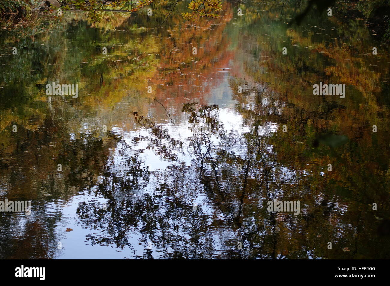 Autumn reflections River Teign Devon Stock Photo - Alamy