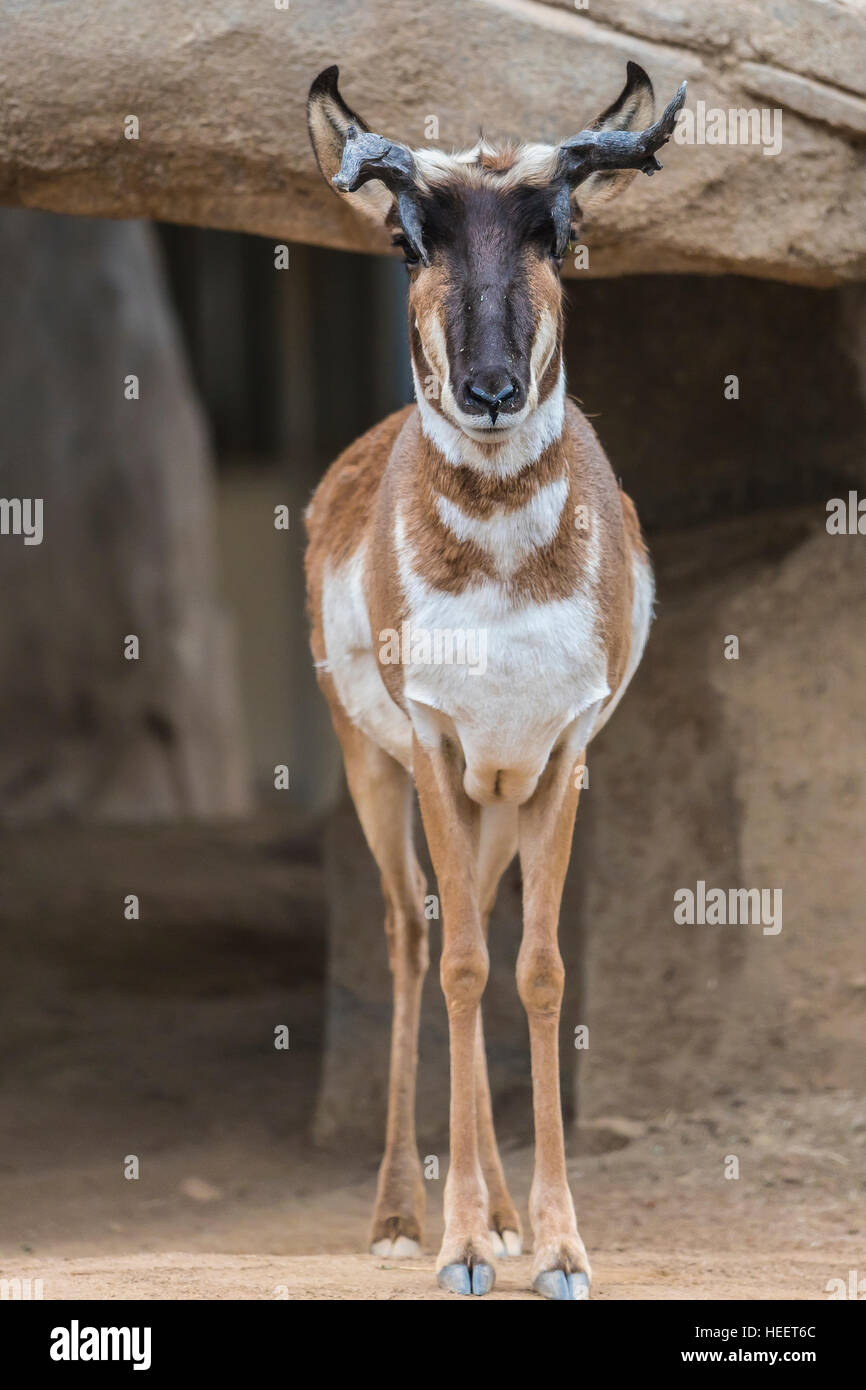 Prong horn antelope hi-res stock photography and images - Alamy