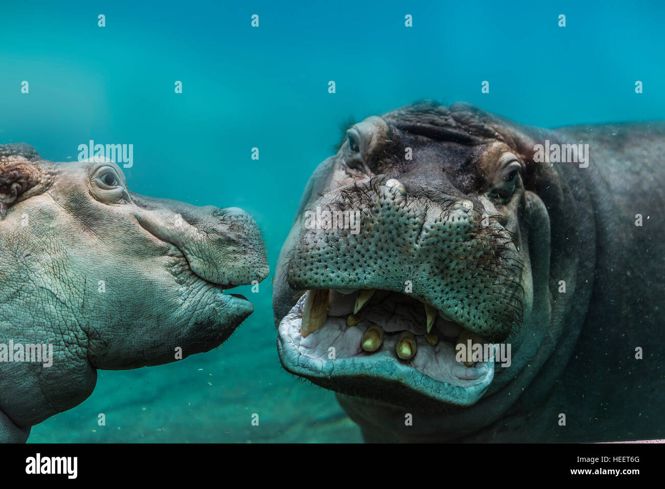 Hippo High Resolution Stock Photography and Images - Alamy