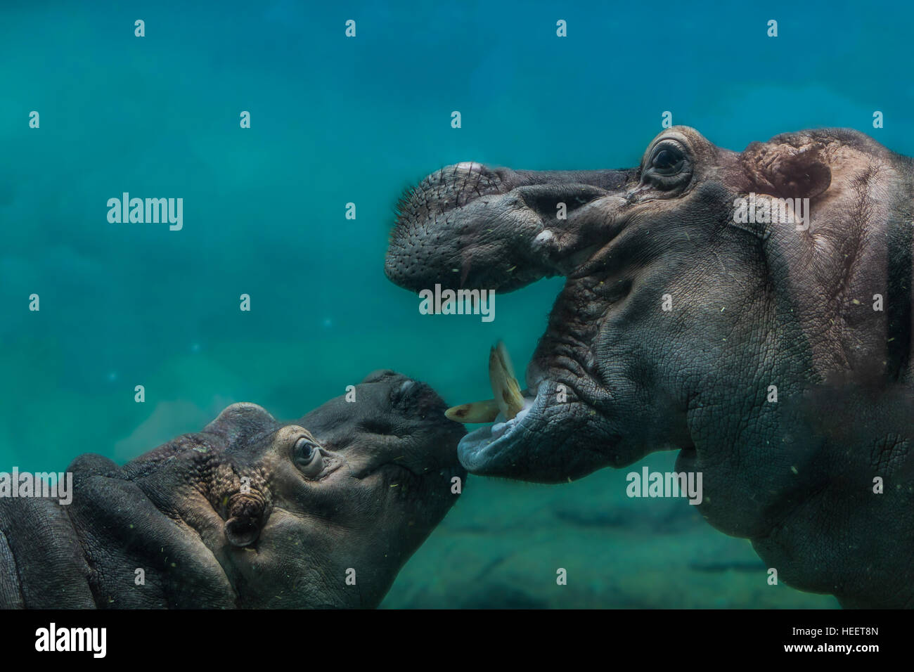 Hippo High Resolution Stock Photography and Images - Alamy