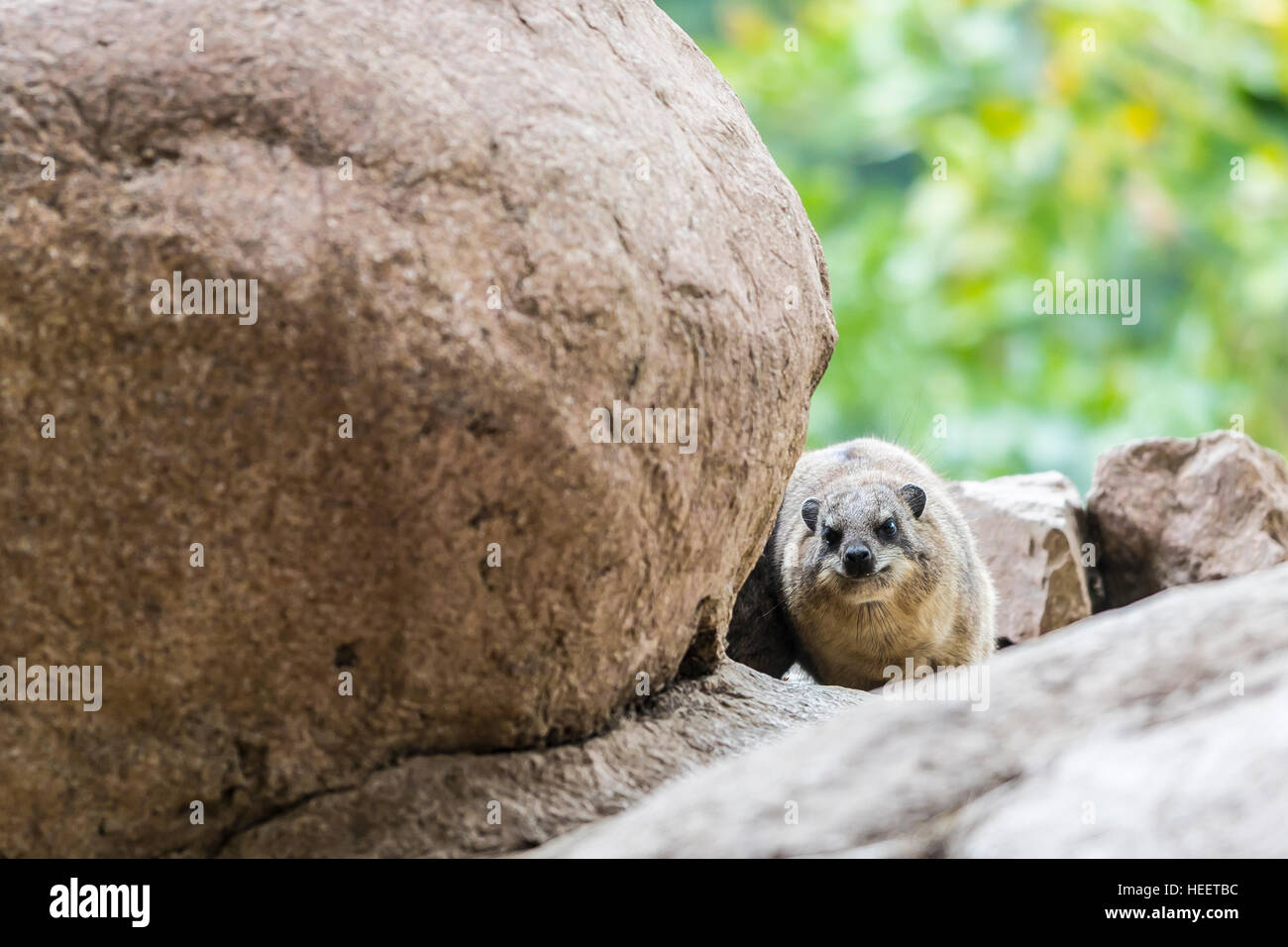 San diego cape hi-res stock photography and images - Alamy