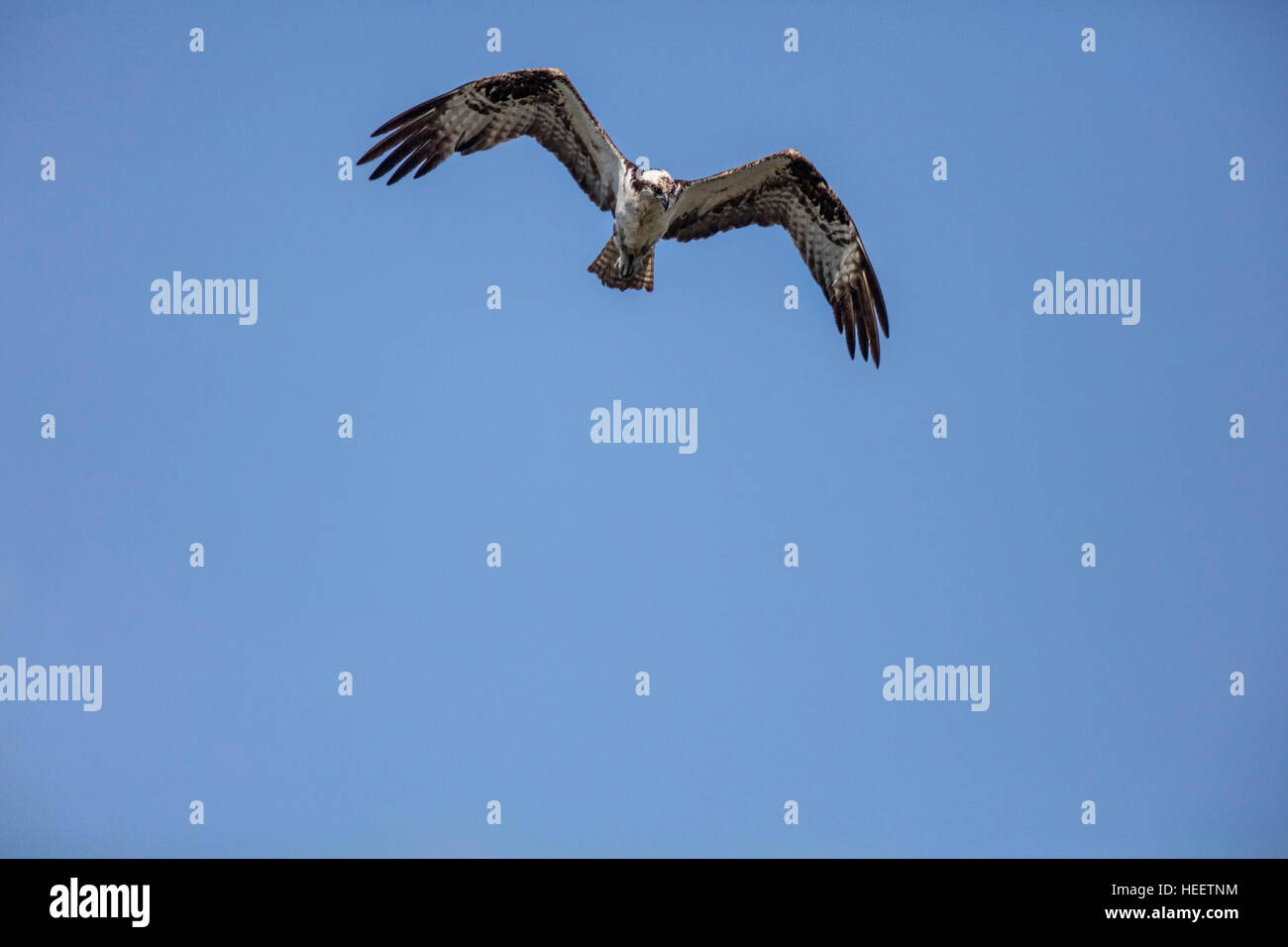 Reversible outer toe hi-res stock photography and images - Alamy