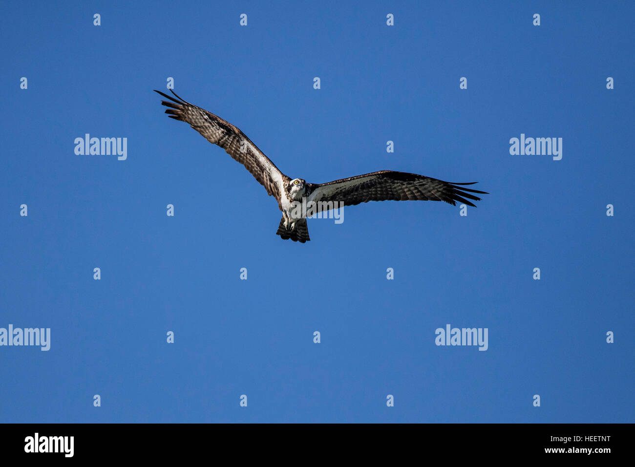 Reversible outer toe hi-res stock photography and images - Alamy