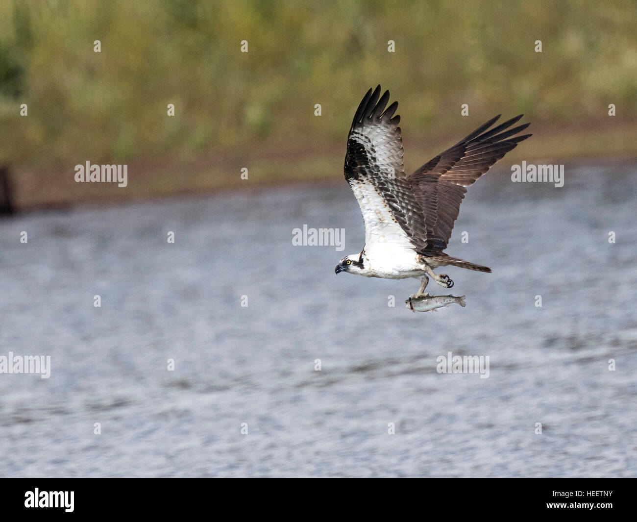 Reversible outer toe hi-res stock photography and images - Alamy