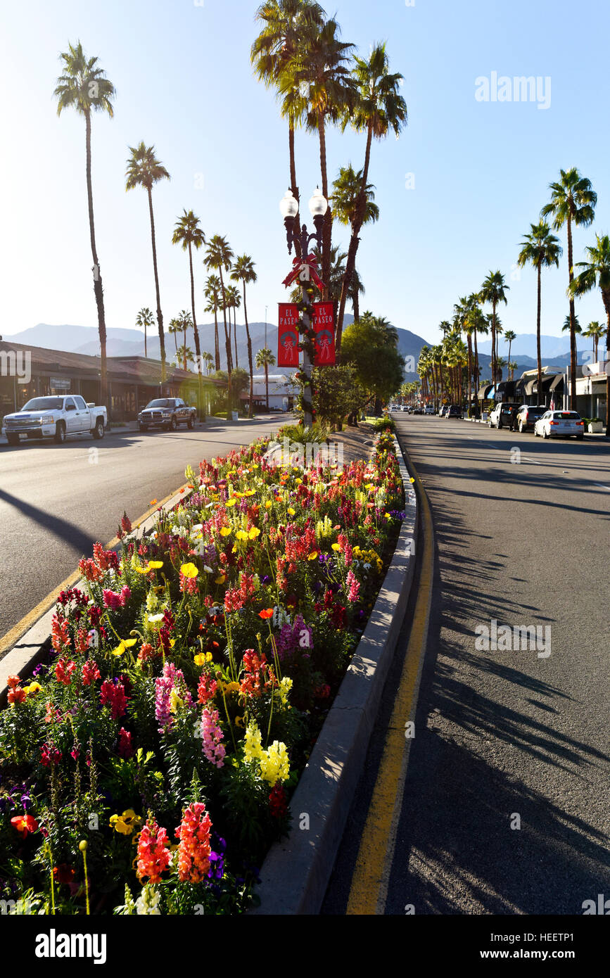 Palm tree on side road hi-res stock photography and images - Alamy
