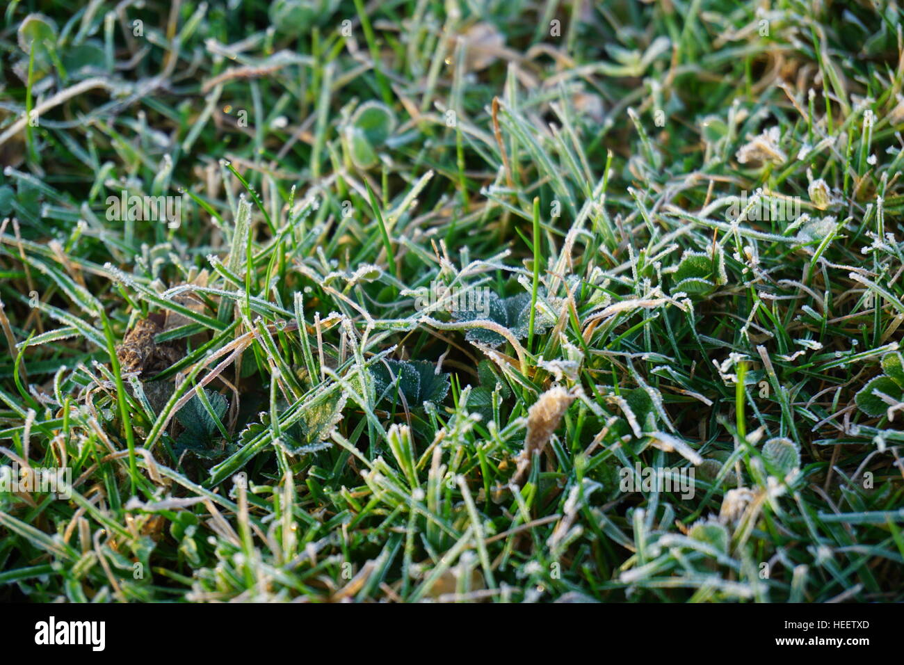Frost grass hi-res stock photography and images - Alamy