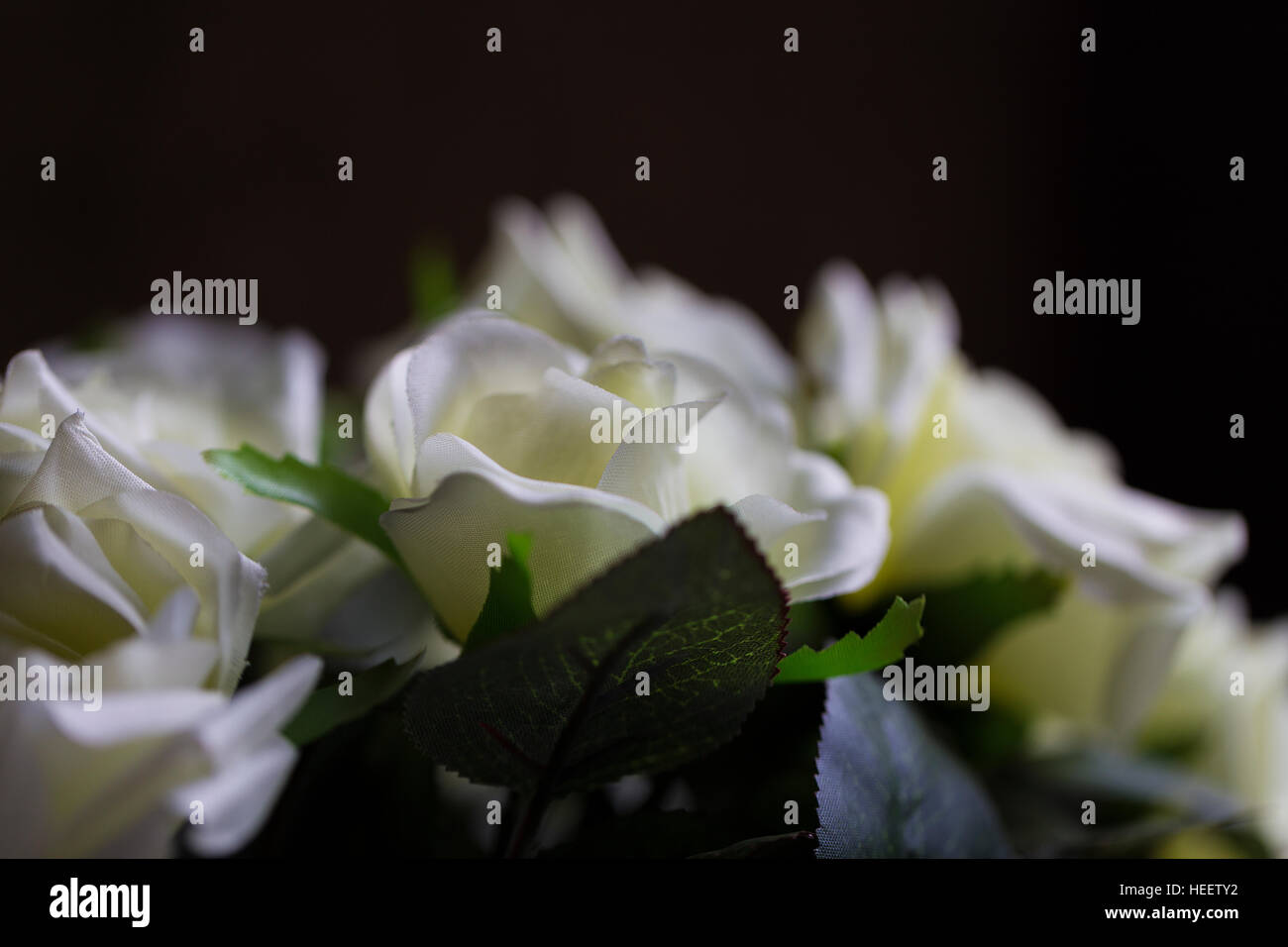 Floral display of white roses with green leaves against black negative ...