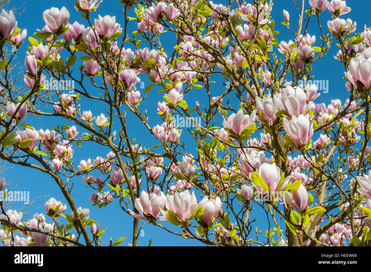 Magnolia Trees Pictures 89 Central Park Magnolias Stock Photos,