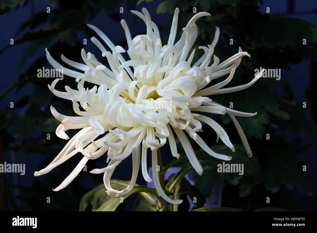 Chinese white flower hi-res stock photography and images - Alamy