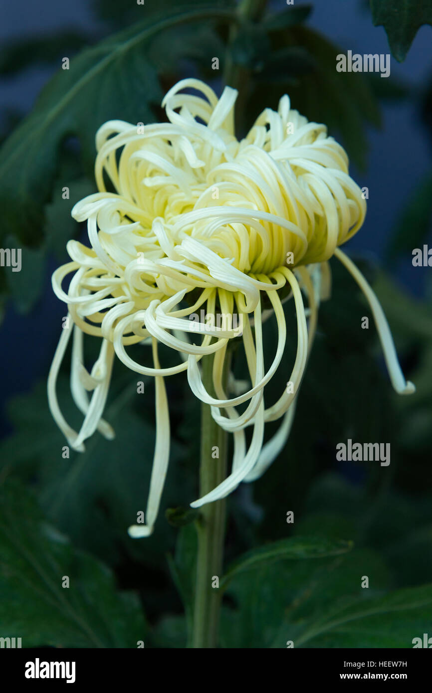 Asian yellow flower hi-res stock photography and images - Alamy