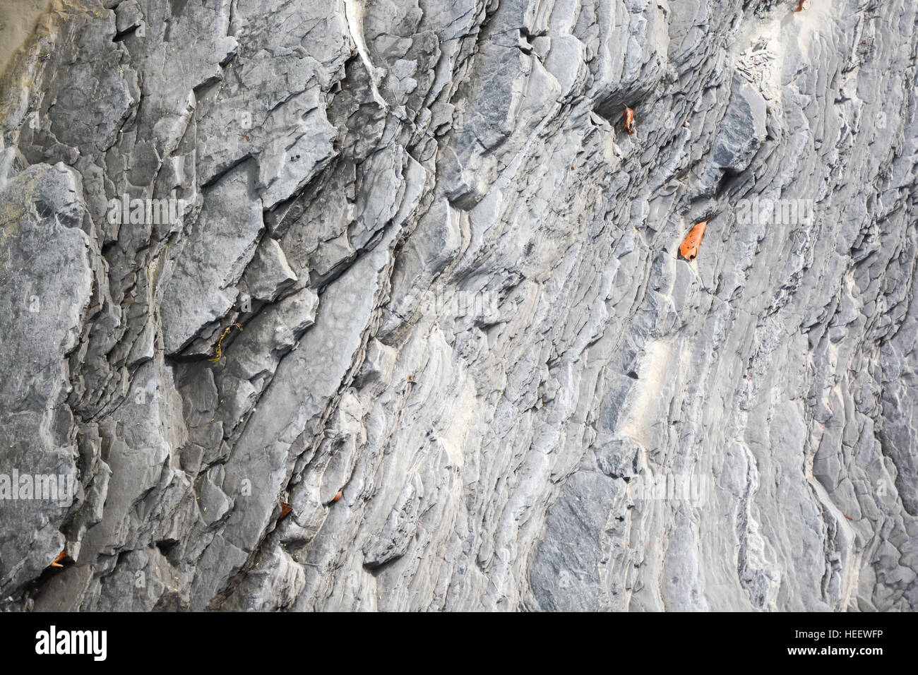 Close-up of tree bark section – background Stock Photo - Alamy