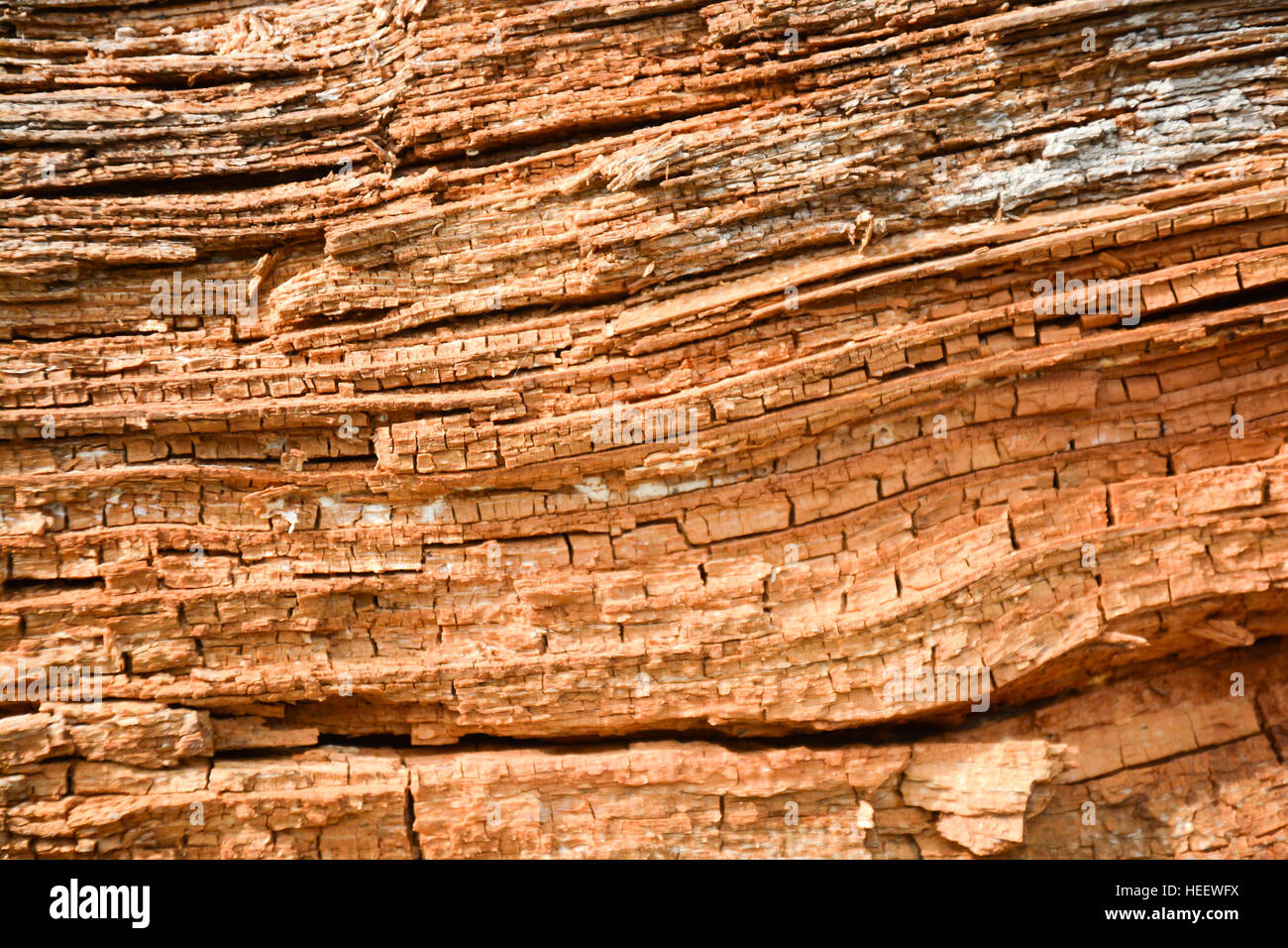 Close-up of tree bark section – background Stock Photo - Alamy