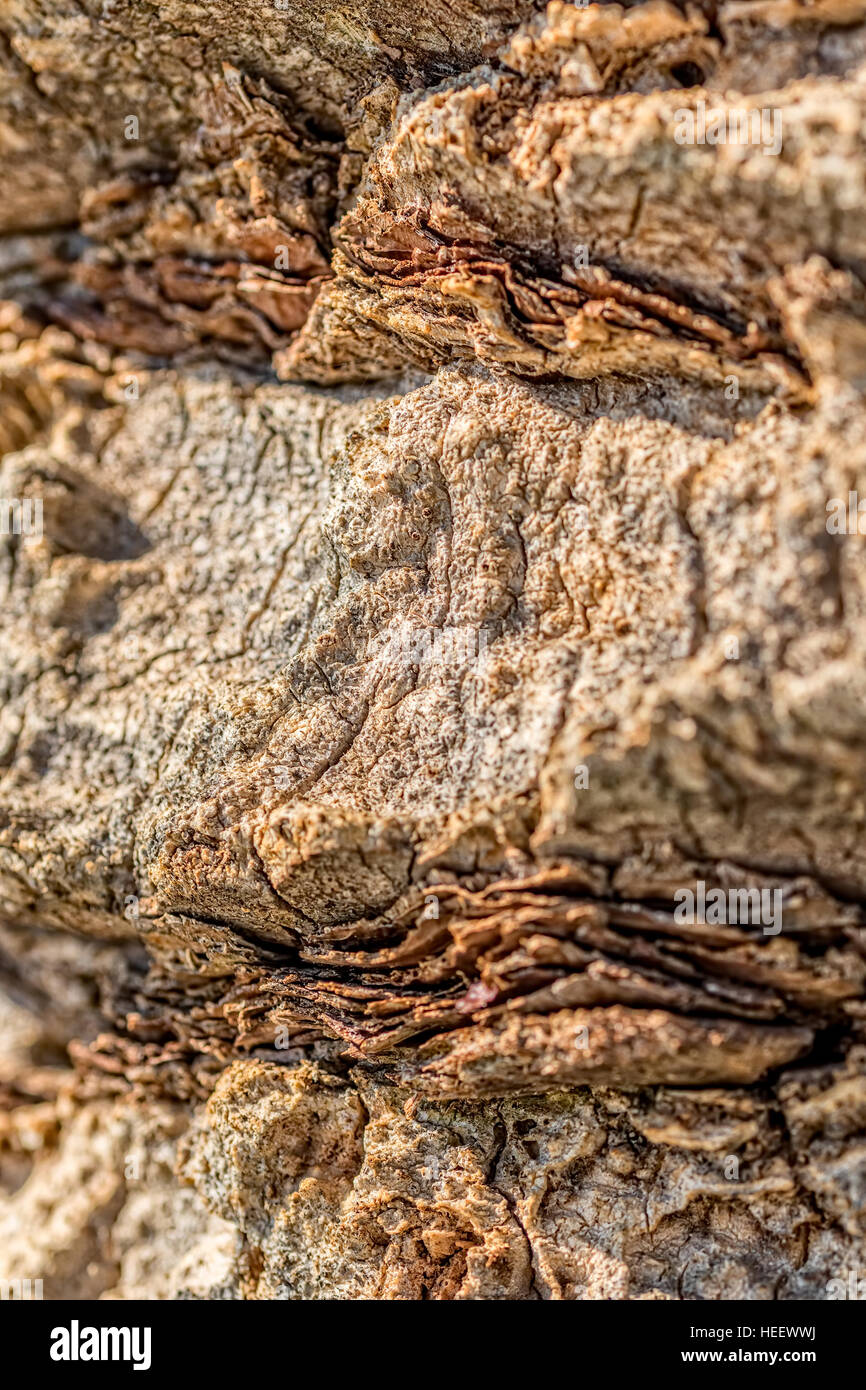 Palm tree trunk detail Stock Photo - Alamy Palm tree trunk detail Stock Photo - Alamy