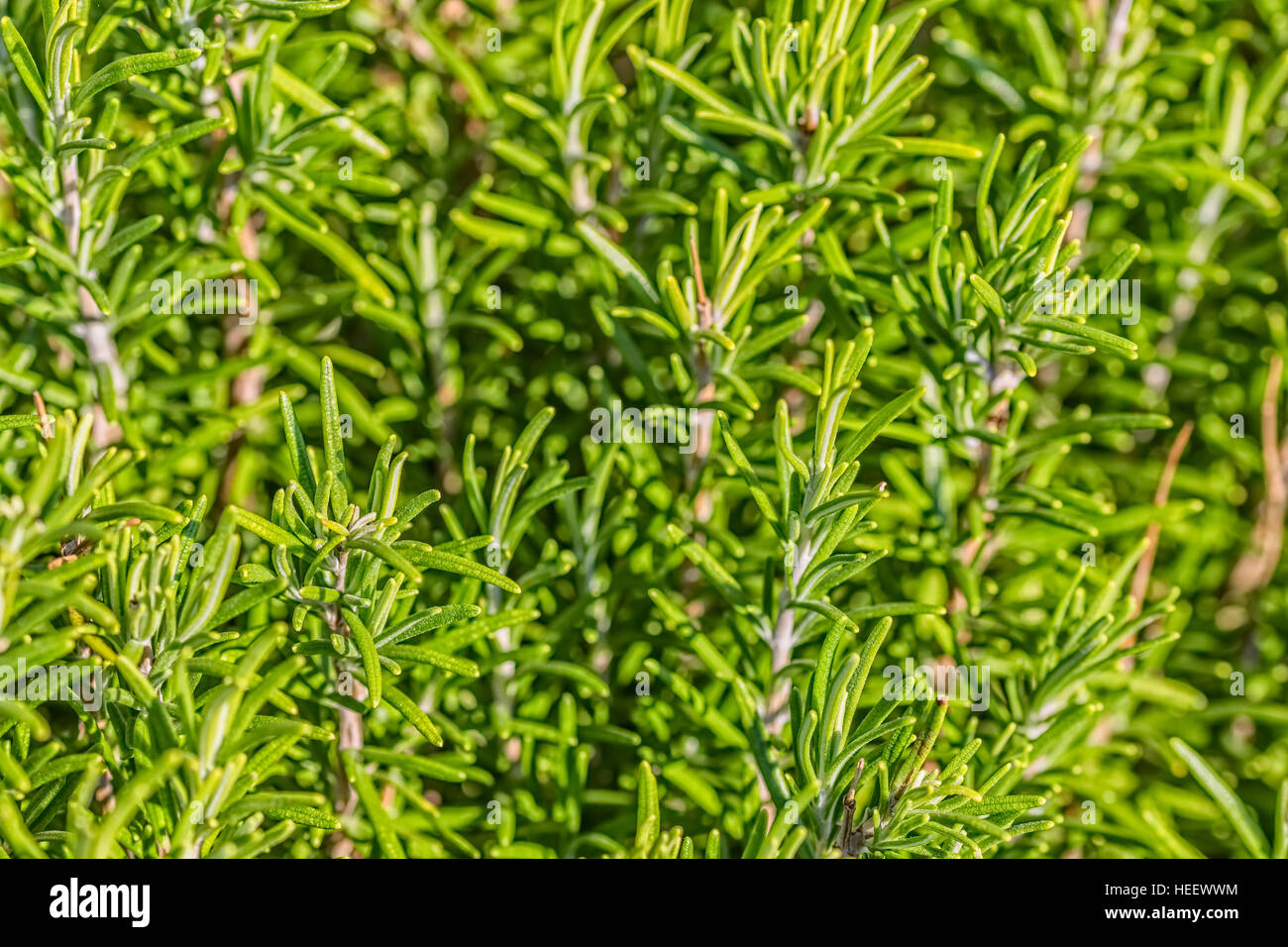 Fragrant green rosemary Stock Photo - Alamy