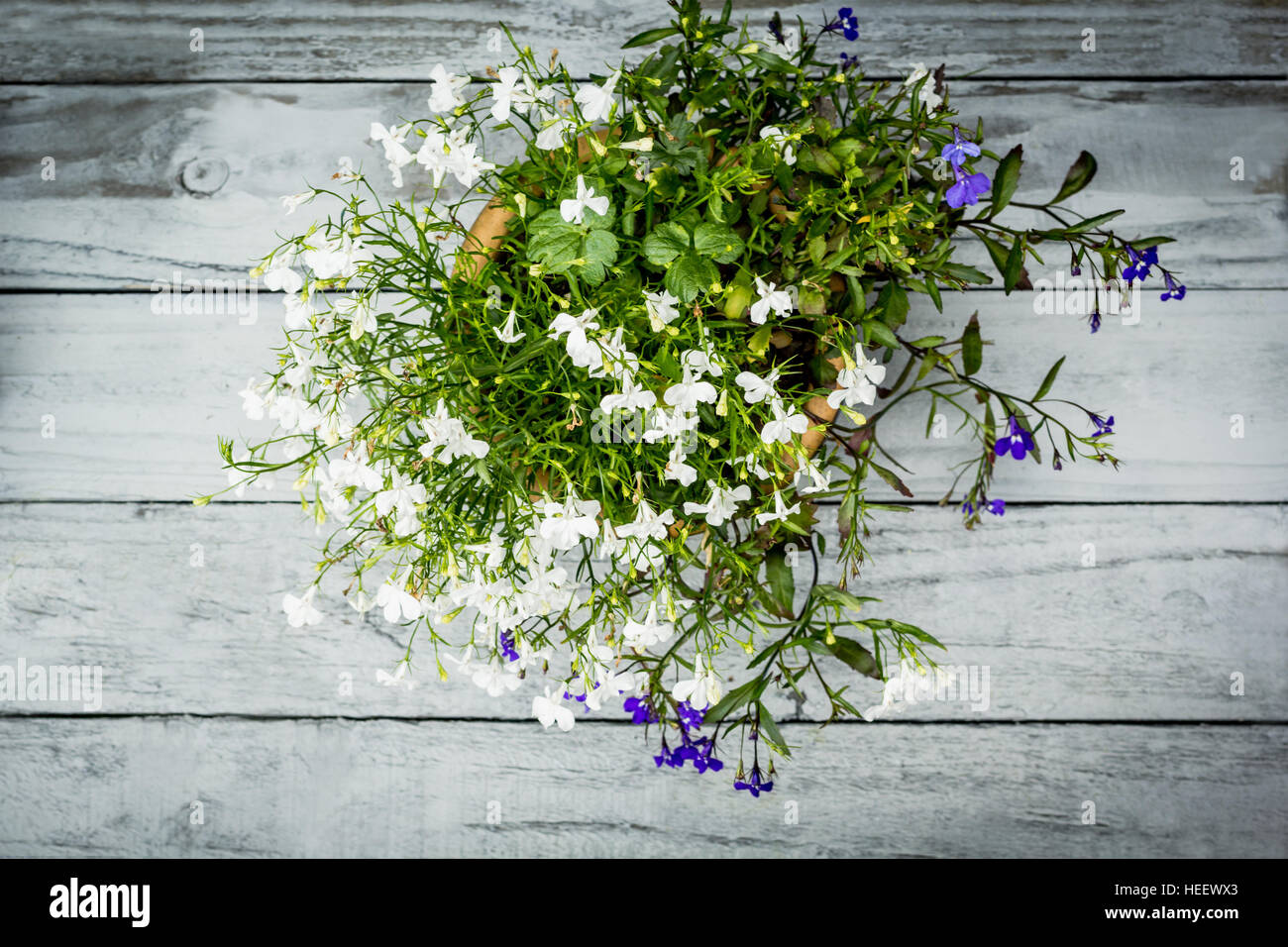 Beautiful bloomng lobelia on vintage wooden painted background Stock ...