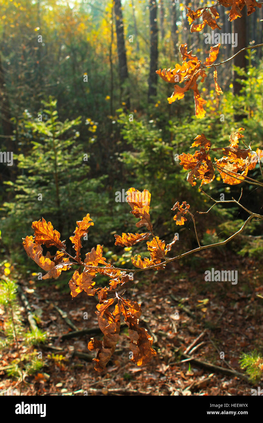 Beautiful, mixed, autumn forest in Poland Stock Photo - Alamy