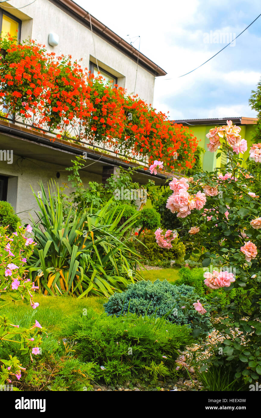 Red geranium flowers in pots on the balcony of a family house Stock ...