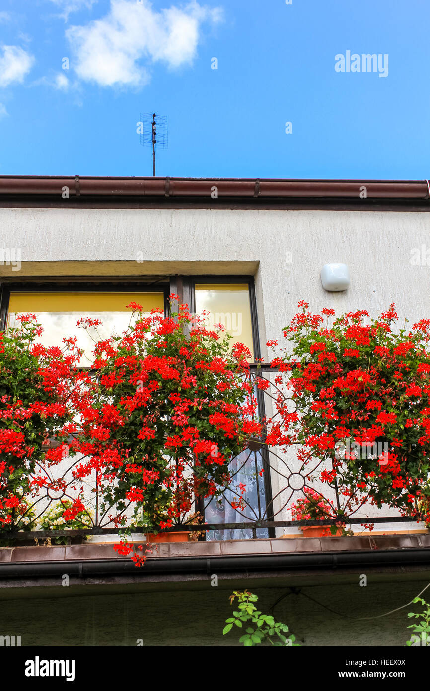 Red geranium flowers in pots on the balcony of a family house Stock ...