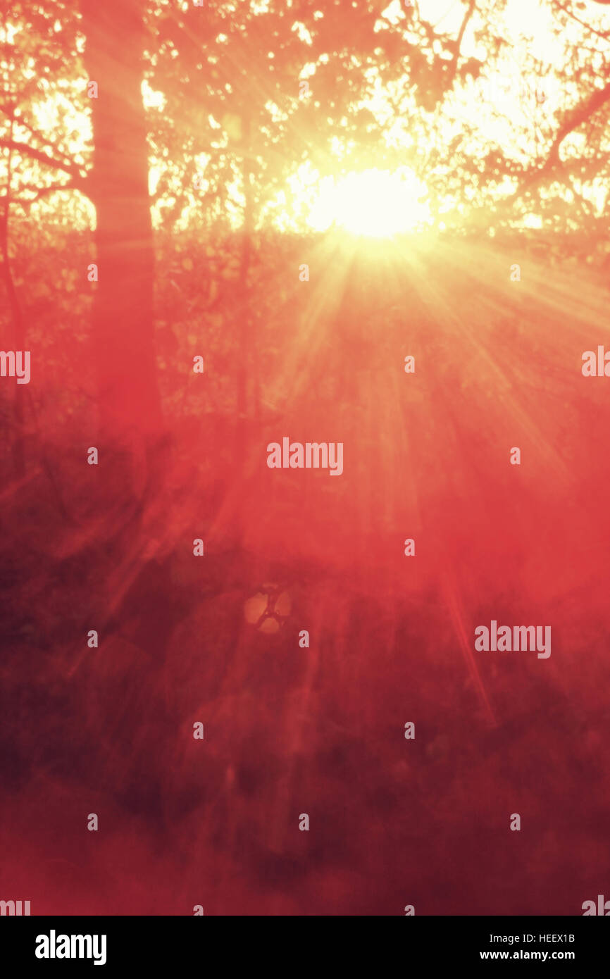 Beautiful beams of sun in the forest, close up Stock Photo - Alamy