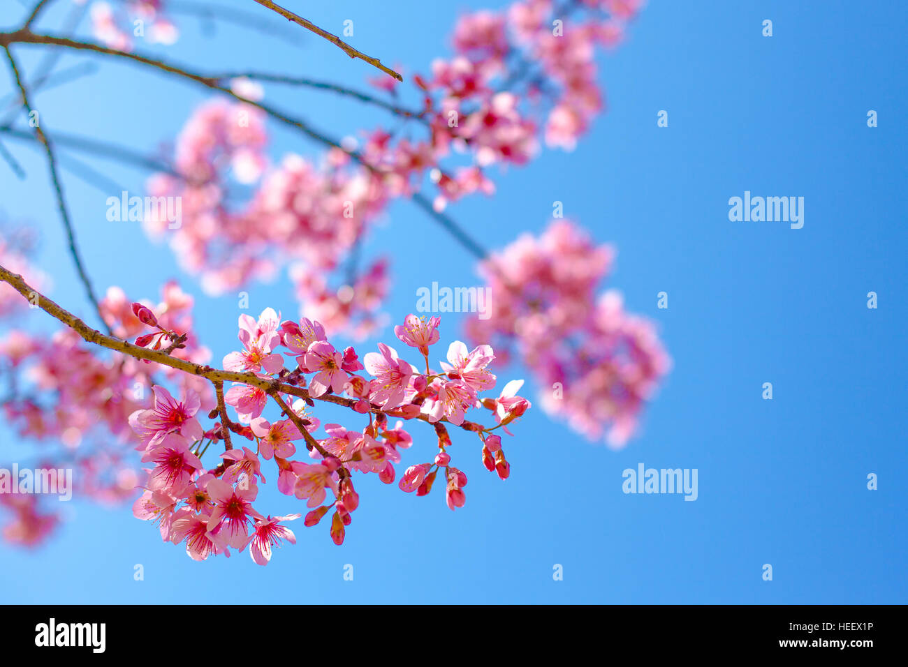 Himalayan Cherry Blossom ,also call sakura pink color with blue sky ...