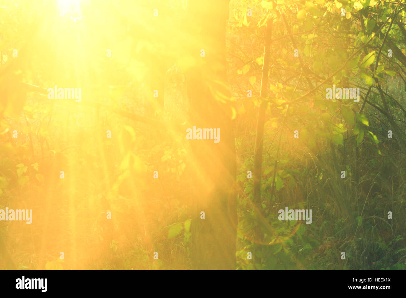 Beautiful sun beams hi-res stock photography and images - Alamy