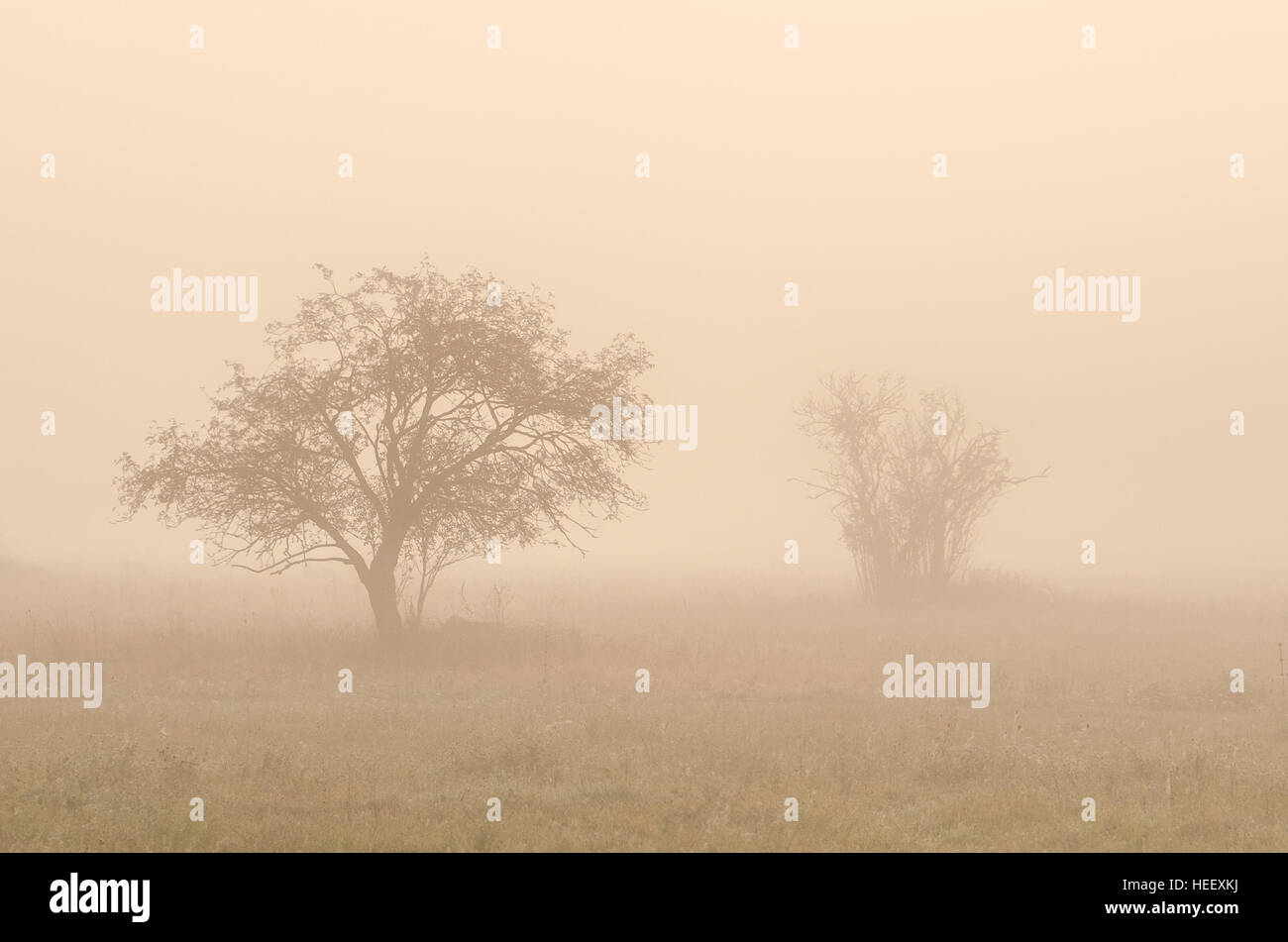 Trees in golden fog Stock Photo - Alamy
