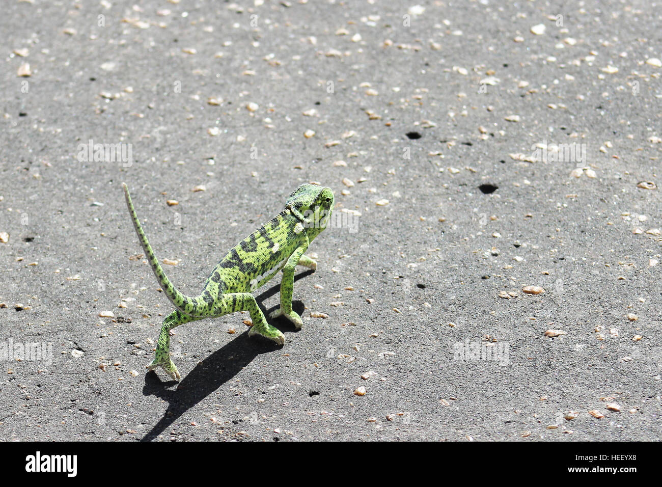Flap necked chameleon south africa hi-res stock photography and images ...