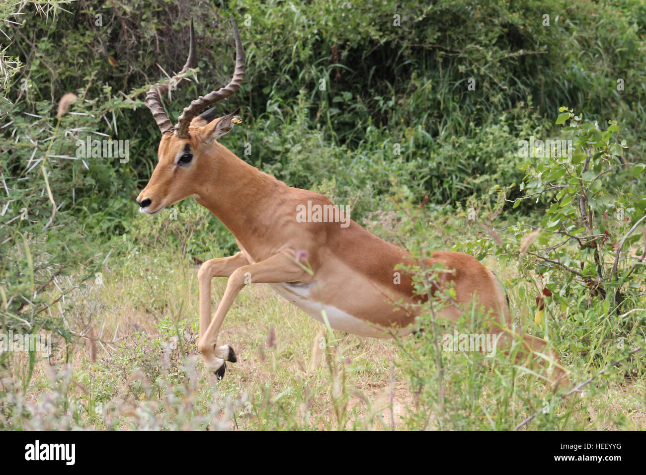 impala ( Aepyceros melampus ) jumping over a brush Stock Photo - Alamy