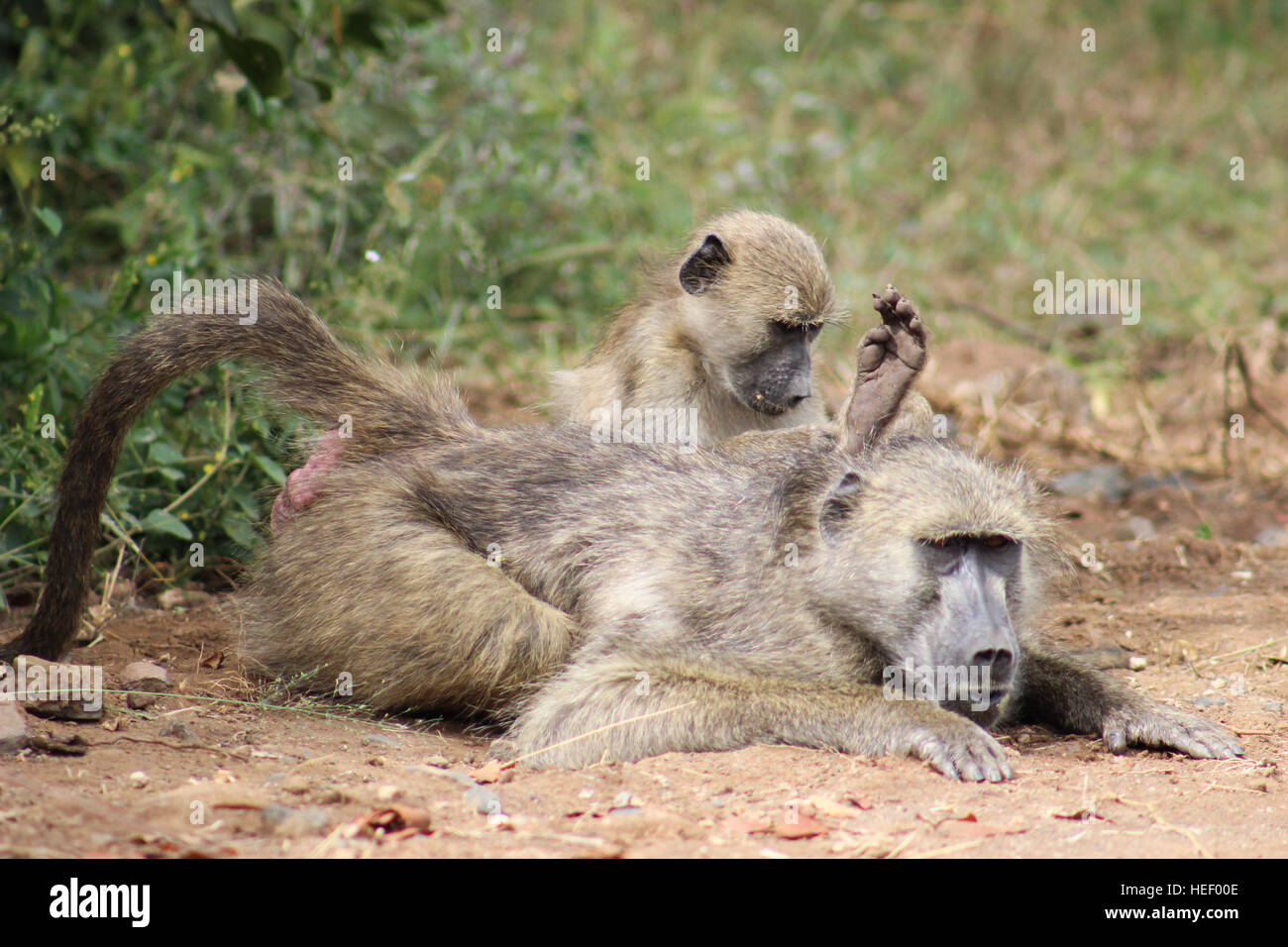 Chacma baboon papio ursinus adult hi-res stock photography and images ...