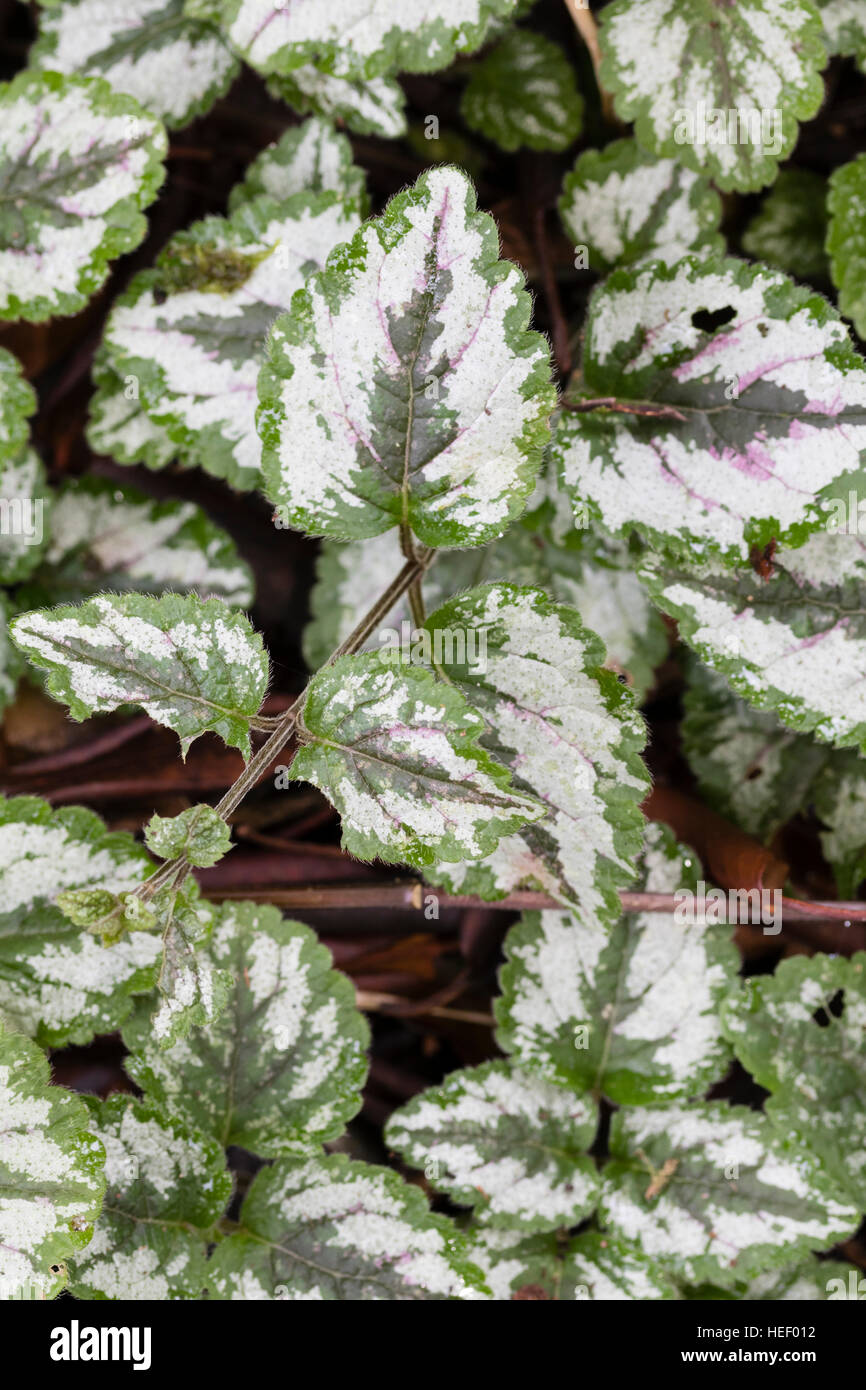 Winter variegated foliage of the invasive yellow archangel, Lamiastrum ...
