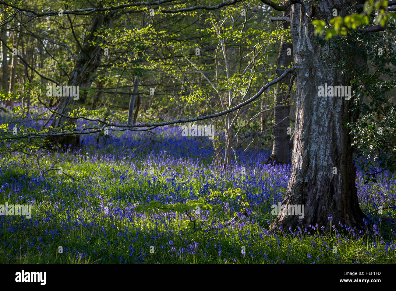 Bluebell woods kent hi-res stock photography and images - Alamy
