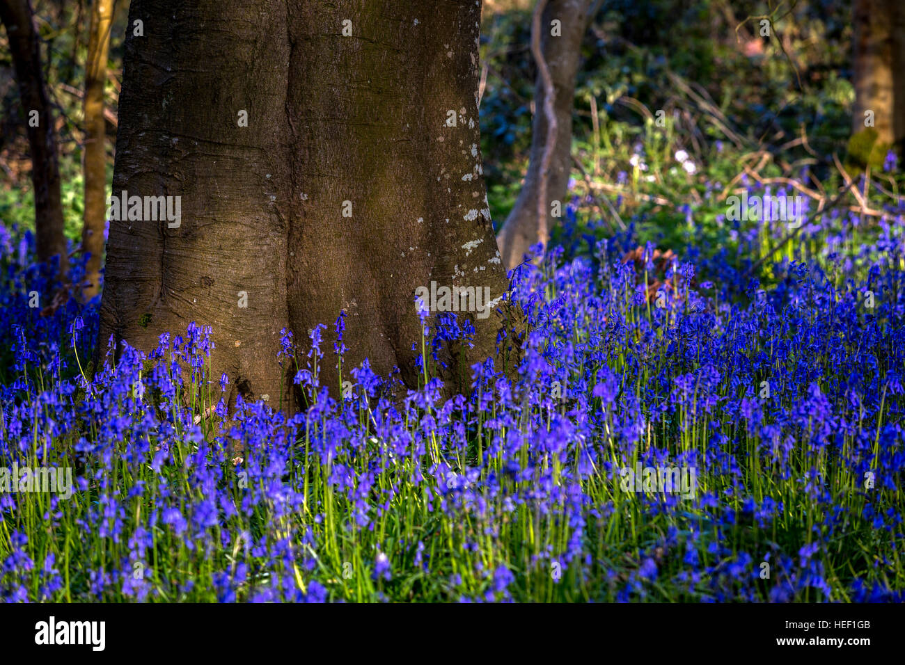 Spring bluebells in a Kent wood, England, UK Stock Photo - Alamy