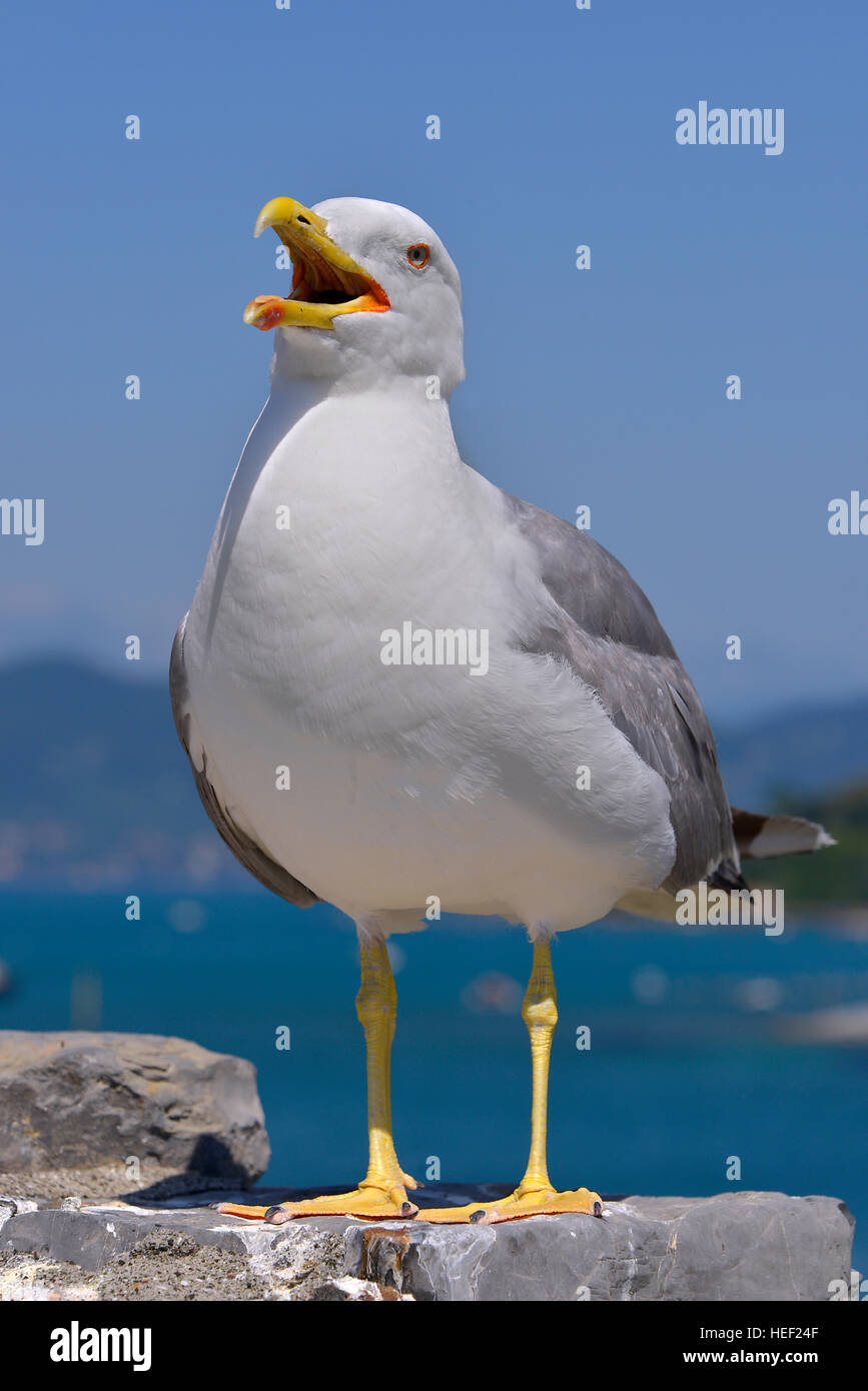 Yellow-legged Gull (Larus michahellis) on rock seen of front with the ...