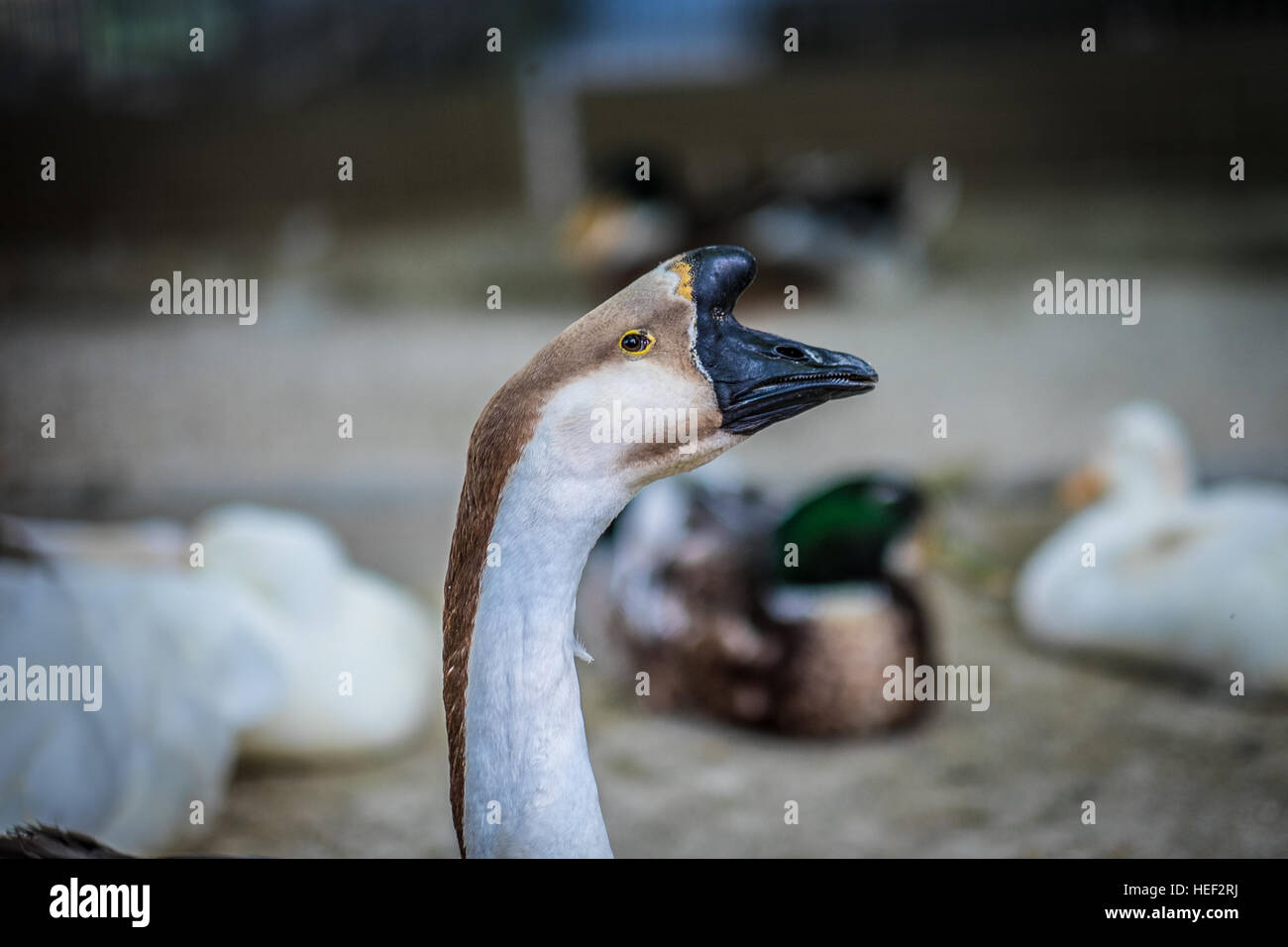 African goose hi-res stock photography and images - Alamy