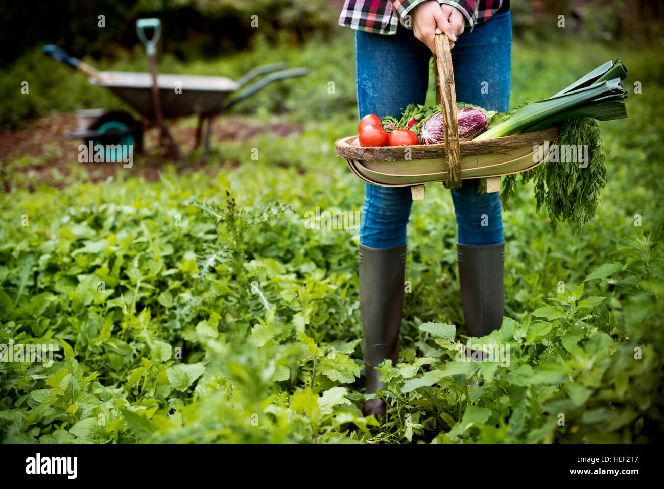 Cultivate Garden Nature Seasonal Growth Concept Stock Photo - Alamy