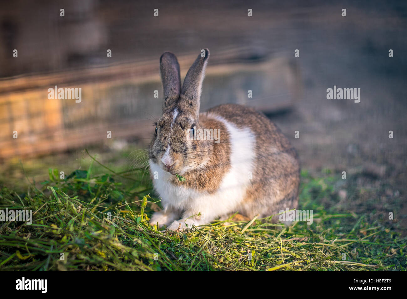 Buck rabbit hi-res stock photography and images - Alamy