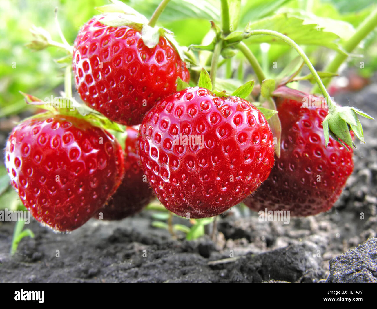 close-up of ripe strawberry Stock Photo - Alamy