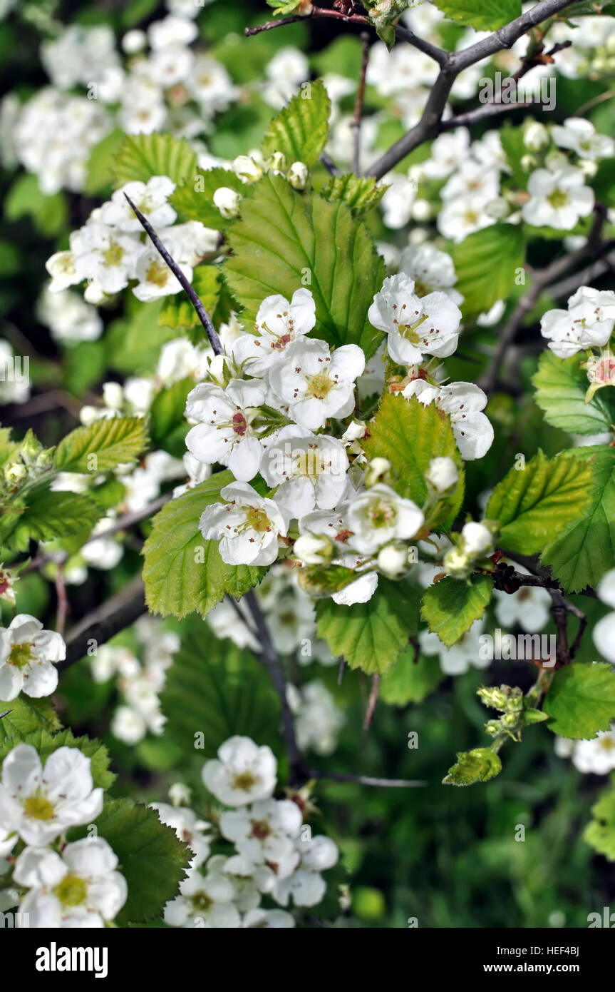 Hawthorn tree garden hi-res stock photography and images - Alamy