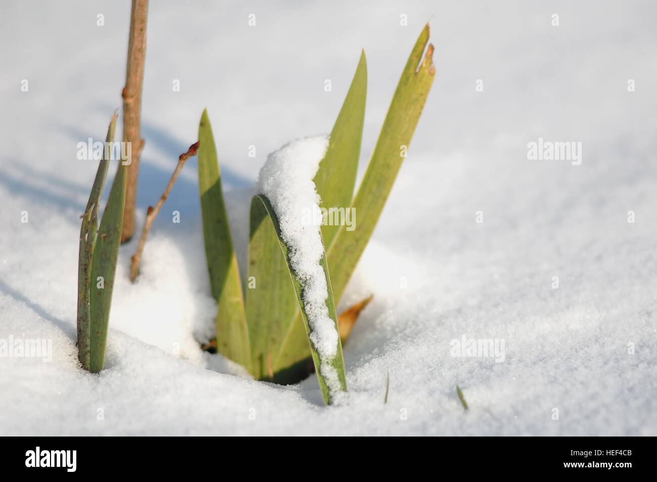 Beautiful green leaves of iris sprouts through the snow in the winter ...