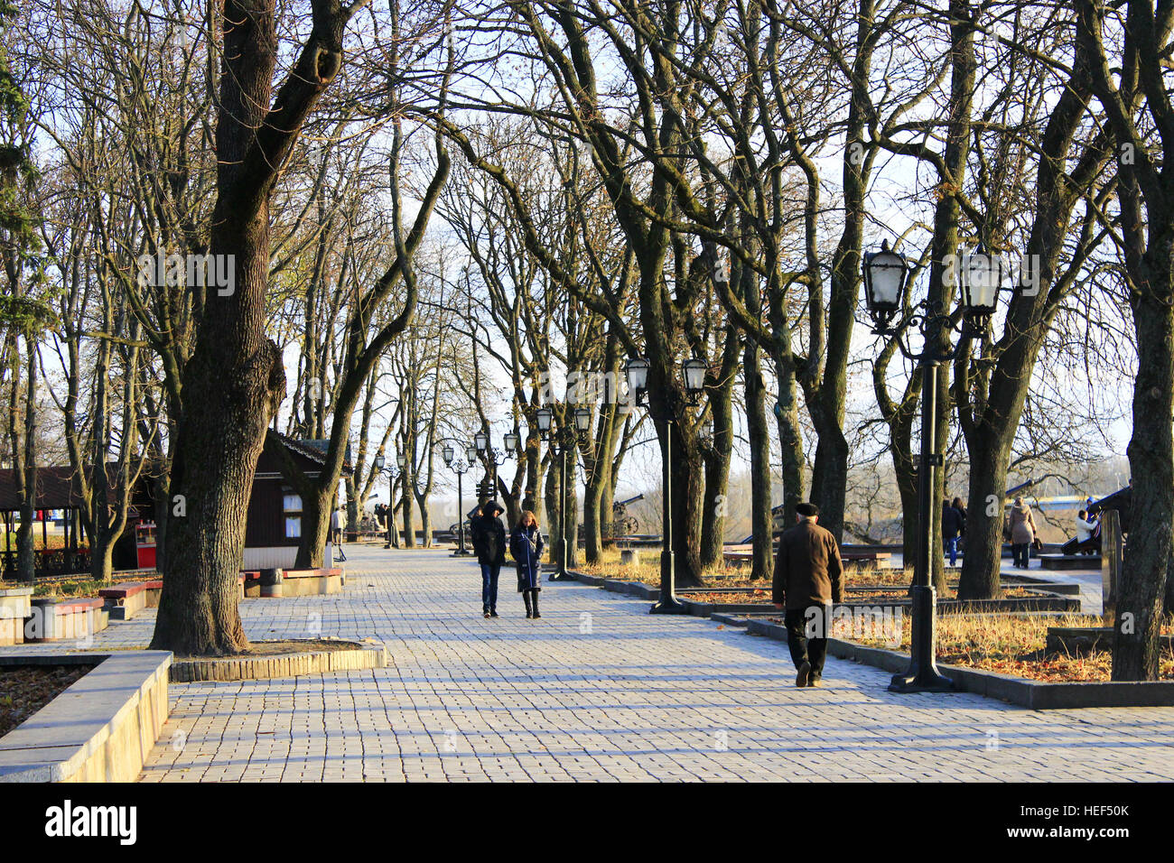 wide footpath in the autumnal park with big trees Stock Photo - Alamy