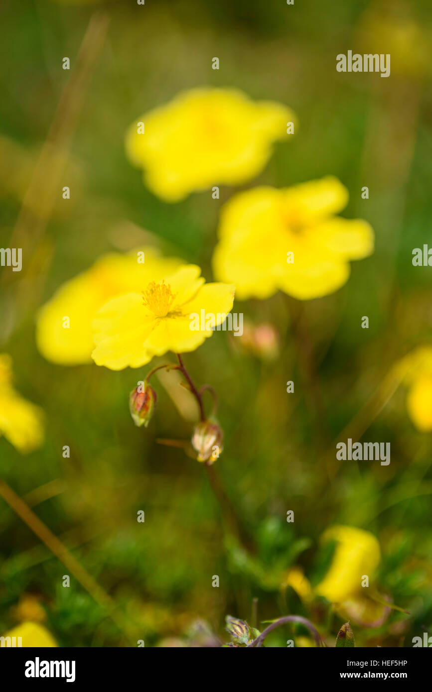 Common Rock Rose, Helianthemum nummularium, wildflower, Carrick ...