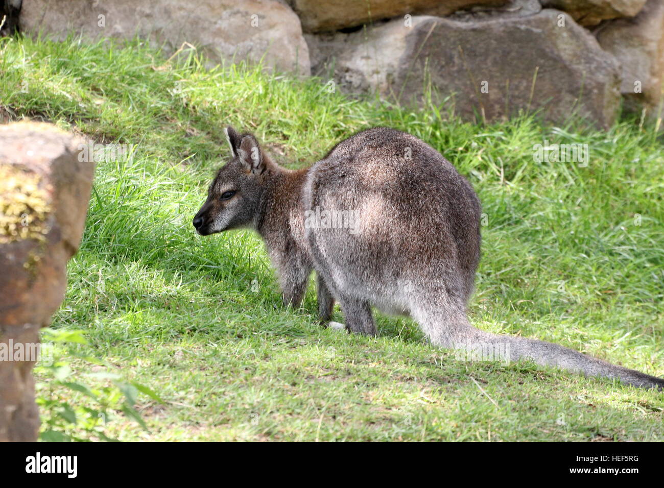 East Australian Swamp Wallaby Wallabia Bicolor Also Black Pademelon