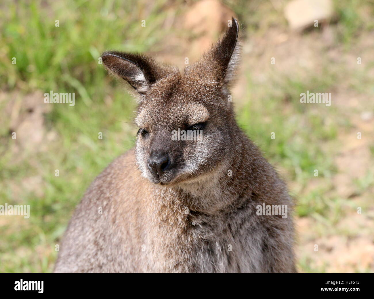 East Australian Swamp Wallaby (Wallabia bicolor), also Black Pademelon ...