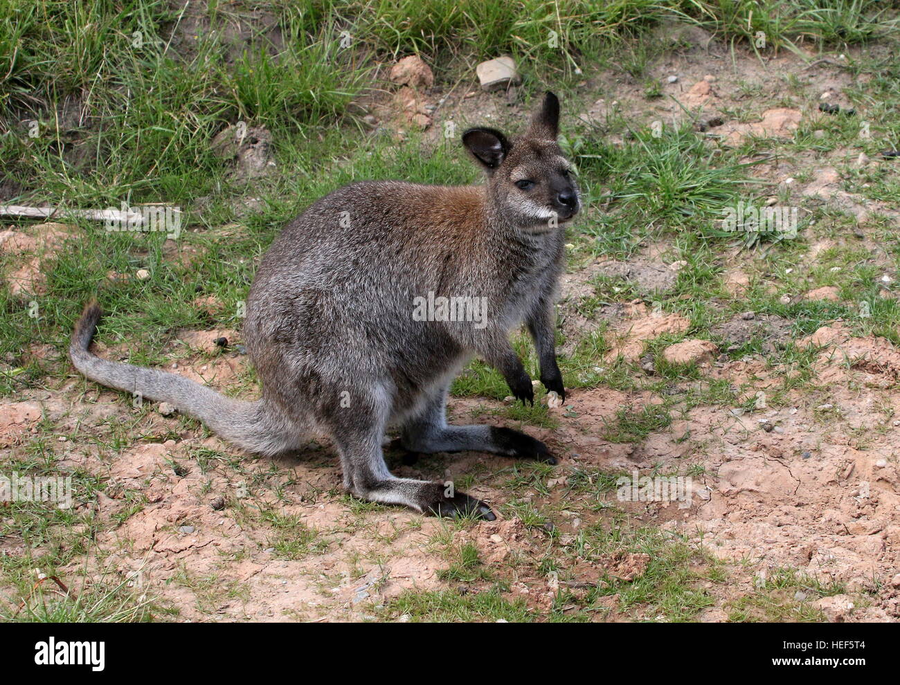 East Australian Swamp Wallaby (Wallabia bicolor), also Black Pademelon ...
