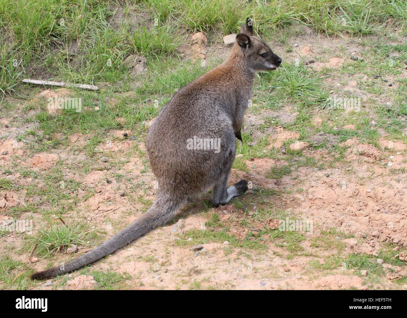 East Australian Swamp Wallaby Wallabia Bicolor Also Black Pademelon