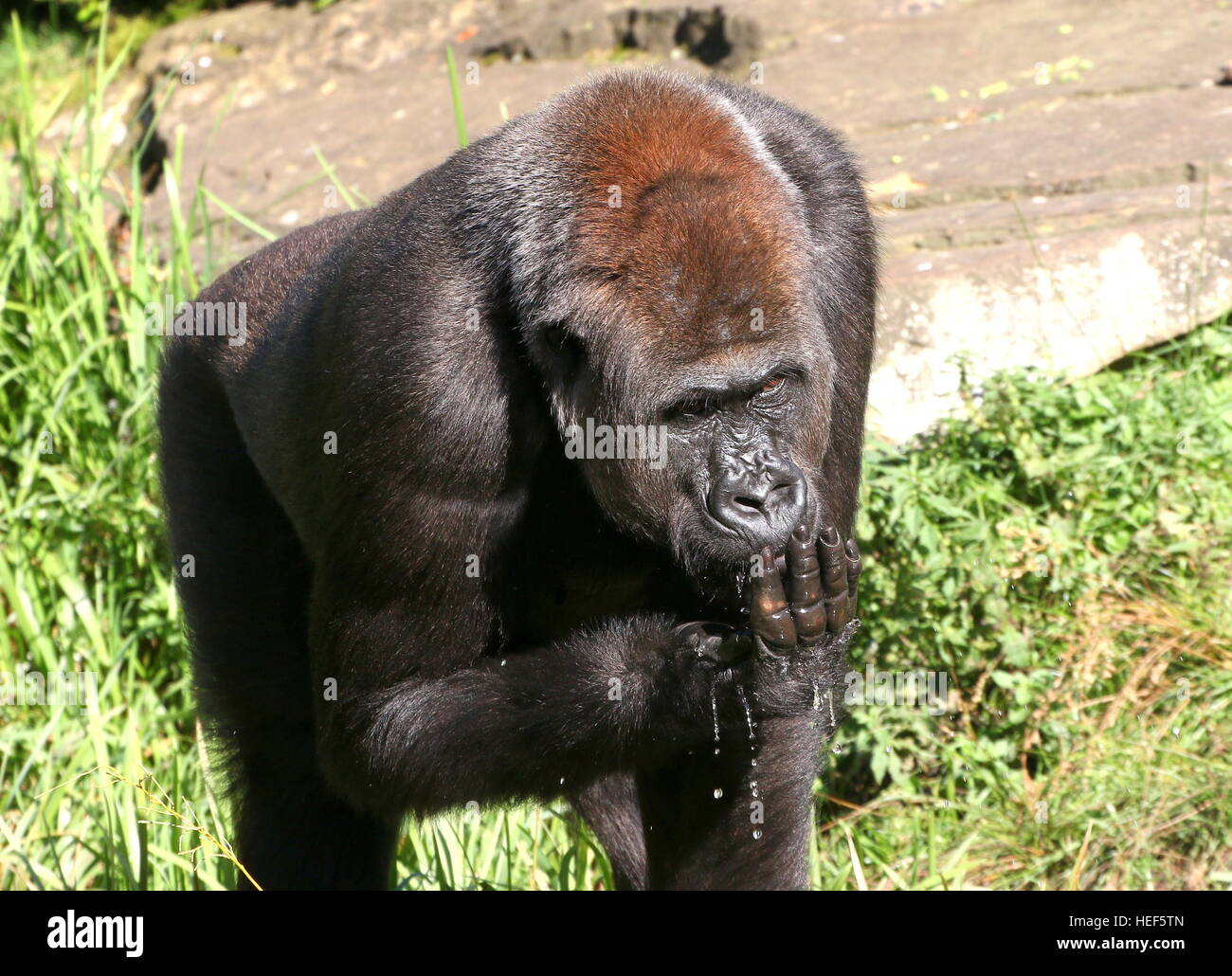 Close-up of a male Western lowland gorilla drinking water, cupped in ...