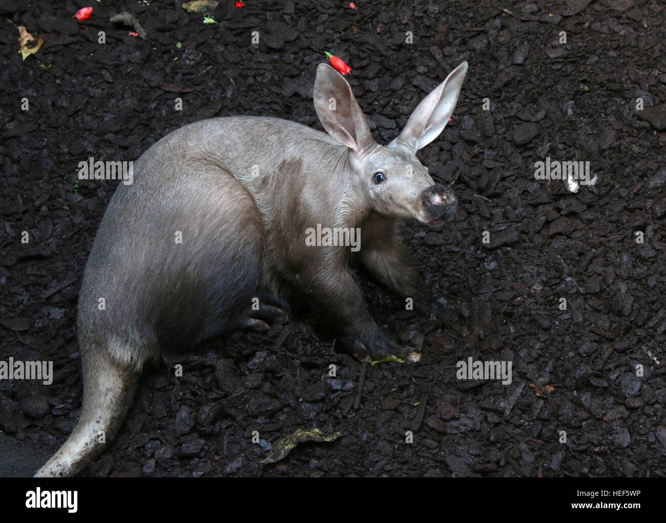 African Aardvark (Orycteropus afer Stock Photo - Alamy